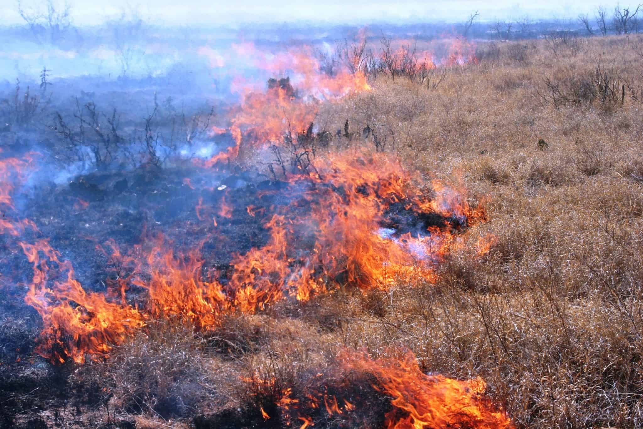 About the Bird | Working Lands For Wildlife
