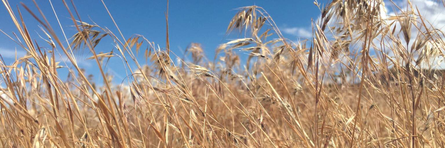 Exotic Annual Grass Invasion | Working Lands For Wildlife
