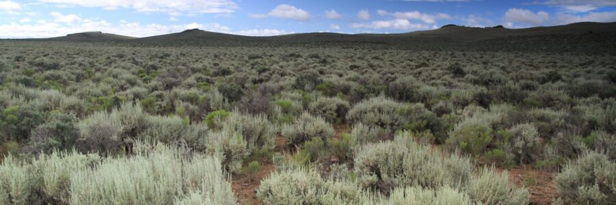 Sagebrush | Working Lands For Wildlife