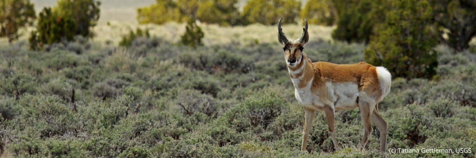 Migratory Big Game | Working Lands For Wildlife