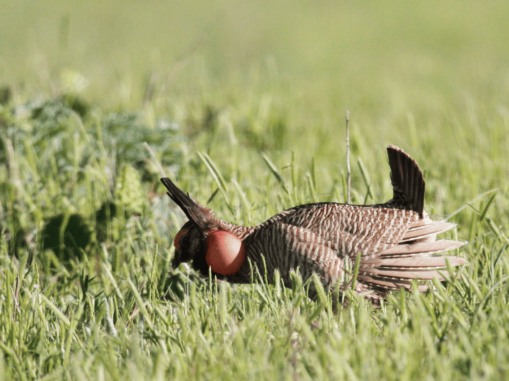 Great Plains Resources | Working Lands For Wildlife