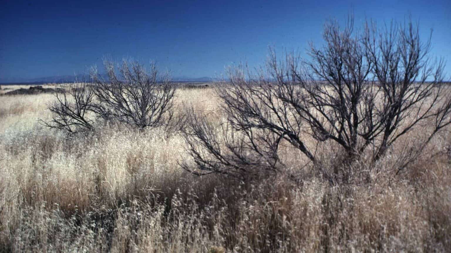 Why Is Cheatgrass Bad? | Working Lands For Wildlife