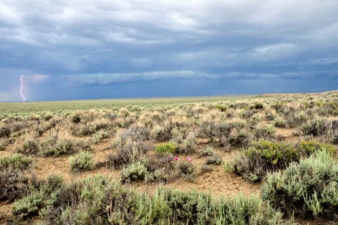 America's Last Great Grasslands | Working Lands For Wildlife